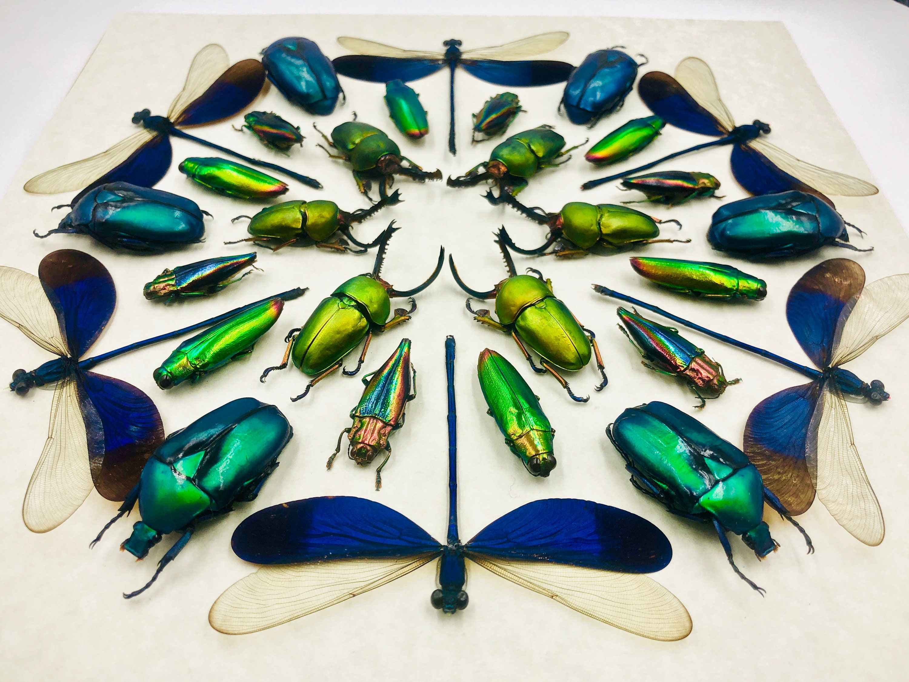 Framed Insect Taxidermy Oddities and Curiosities Framed Wall - Etsy UK