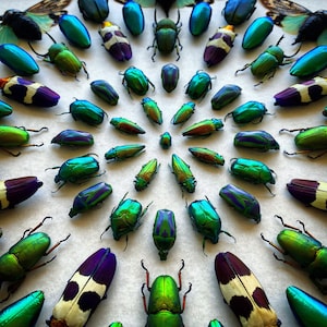 Real Insect Taxidermy Art Large Framed Wall Art Mixed Media Art ...