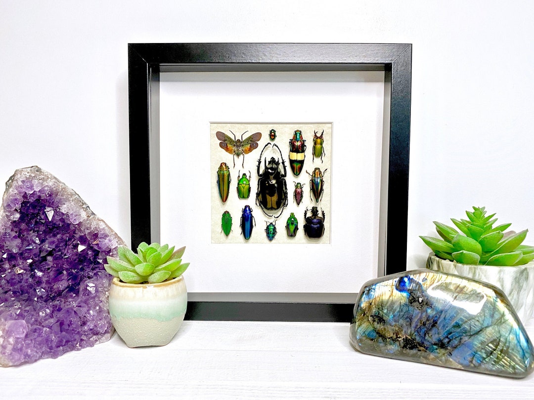 Framed Insect Taxidermy Oddities and Curiosities Framed Wall Art Real ...