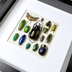 Framed Insect Taxidermy Oddities and Curiosities Framed Wall Art Real ...