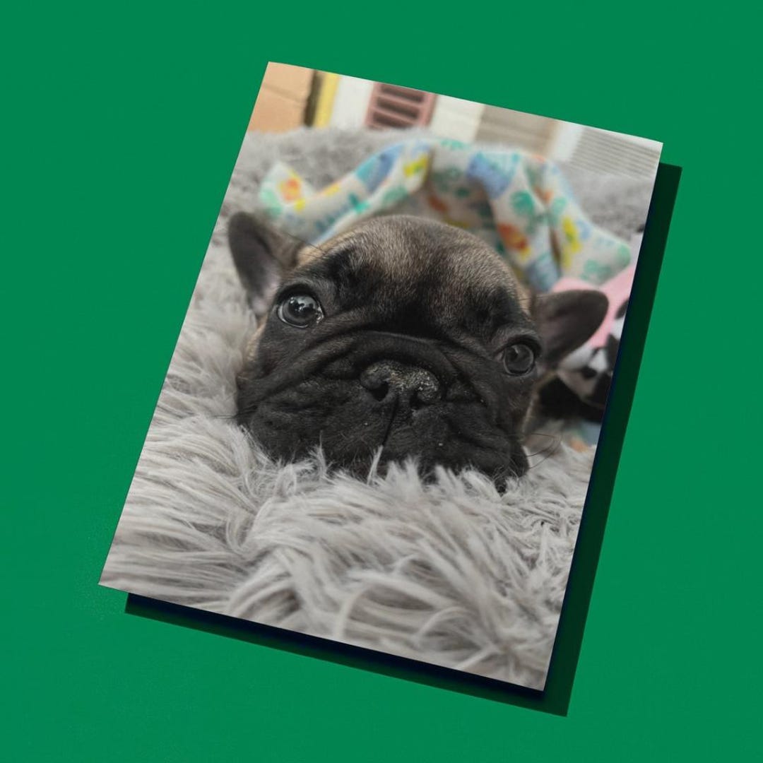 Cute Baby Frenchie Printable Greeting Card - Foldable to 10x7" Portrait ...