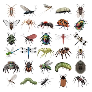 Insect Png Clipart Bundle, Colorful Insects Clipart Bundle, Bugs ...