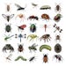 Insect Png Clipart Bundle, Colorful Insects Clipart Bundle, Bugs ...