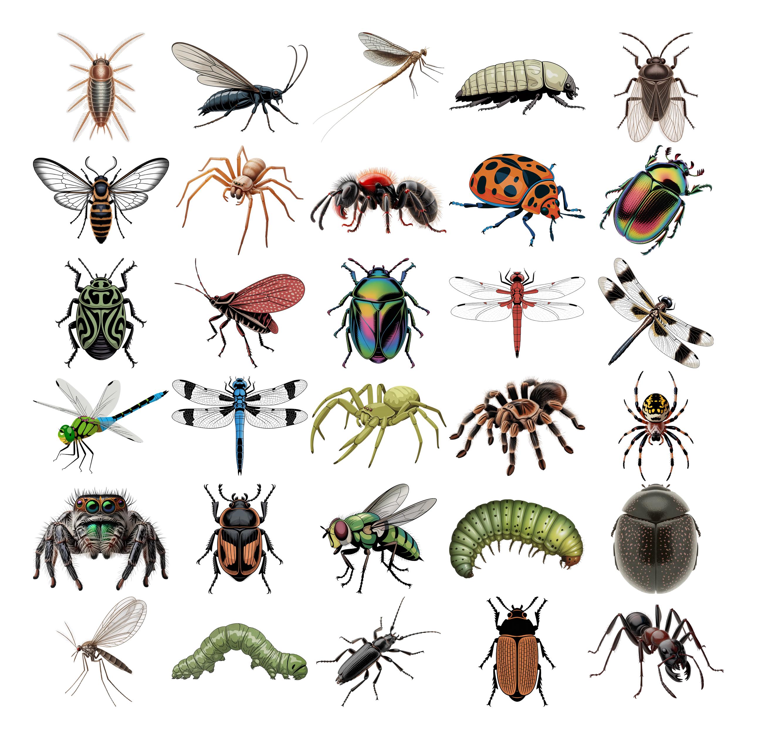 Insect Png Clipart Bundle, Colorful Insects Clipart Bundle, Bugs ...