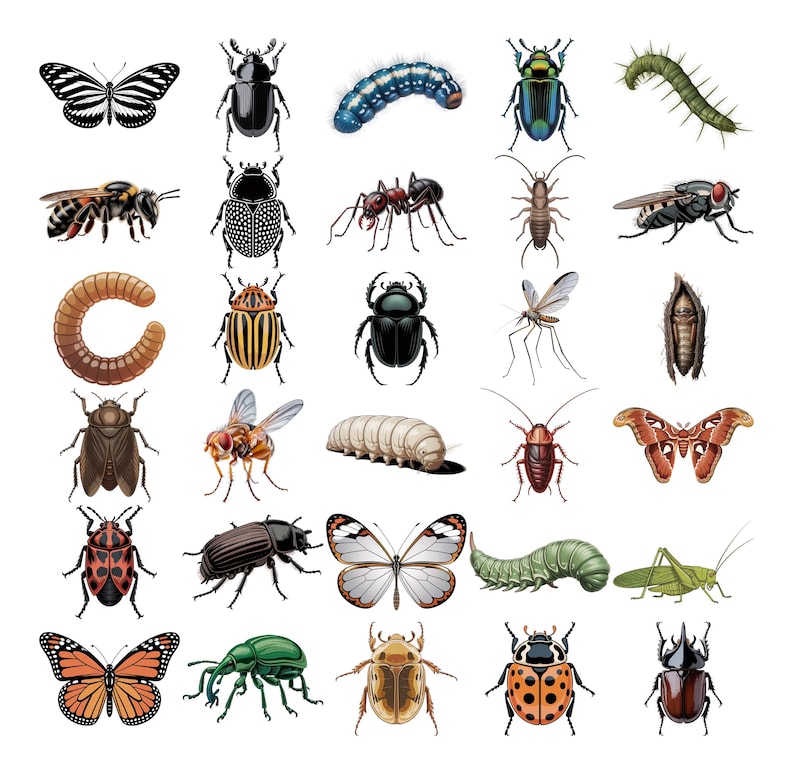 Insect Png Clipart Bundle, Colorful Insects Clipart Bundle, Bugs ...