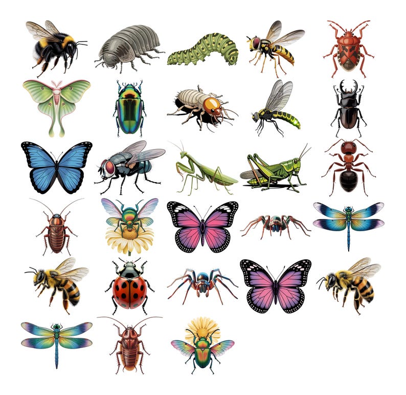 Insect Png Clipart Bundle, Colorful Insects Clipart Bundle, Bugs ...