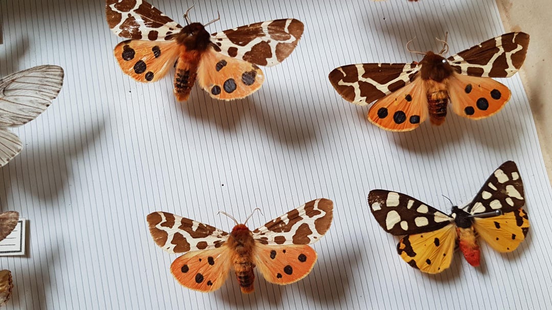 French Antique Entomologist Collection Box of Moths, Butterflies From ...