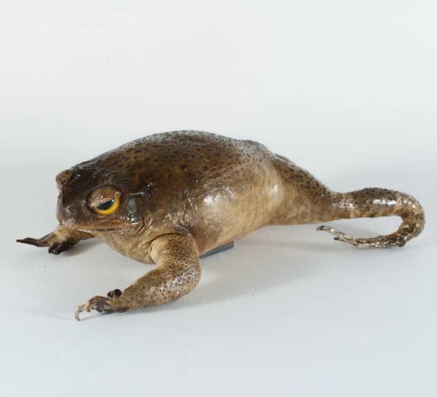 Genuine Taxidermy Cane Toad Magnet - Etsy