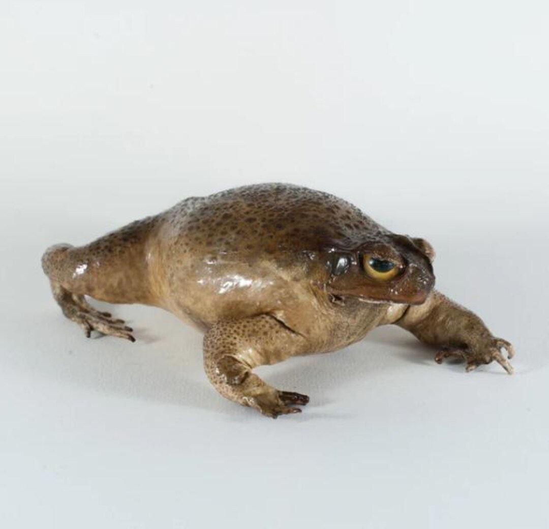 Genuine Taxidermy Cane Toad Magnet - Etsy