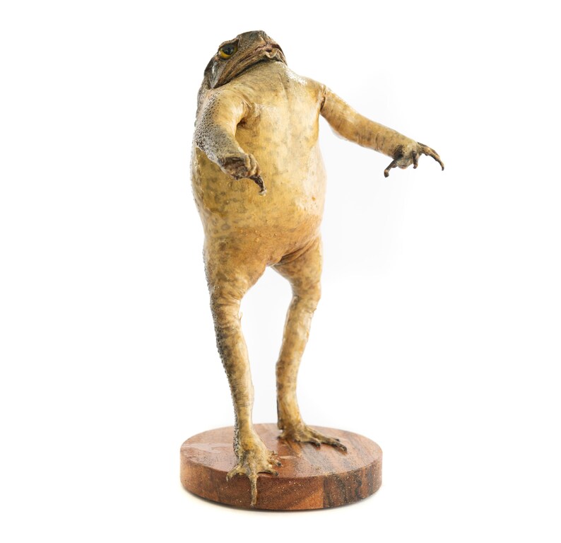 Genuine Taxidermy Cane Toad (non- Alcoholic Liquid) - Etsy Australia