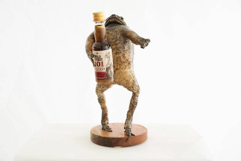 Genuine Taxidermy Cane Toad (non- Alcoholic Liquid) - Etsy Australia