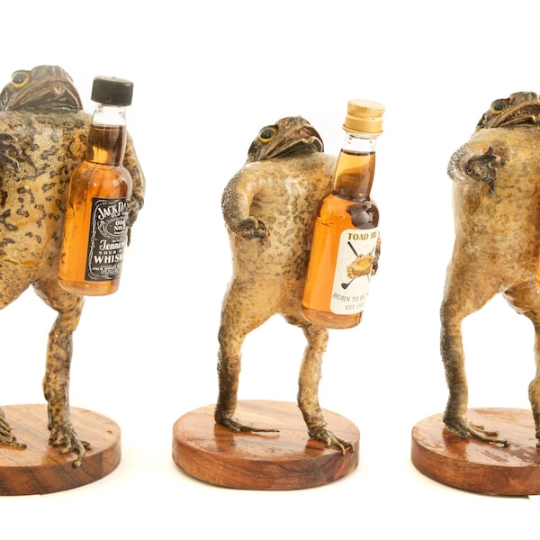 Taxidermy Frog - Etsy UK
