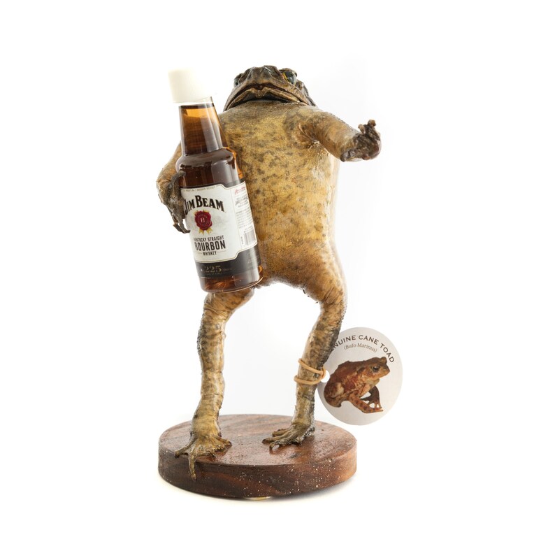 Genuine Taxidermy Cane Toad (non- Alcoholic Liquid) - Etsy Australia