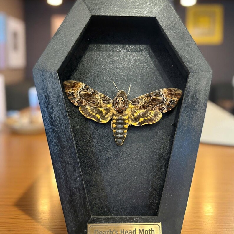 Framed Death’s Head Moth | Real Framed Specimen | Coffin Insect ...