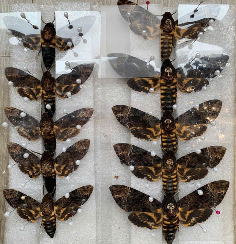 Framed Death’s Head Moth | Real Framed Specimen | Coffin Insect ...