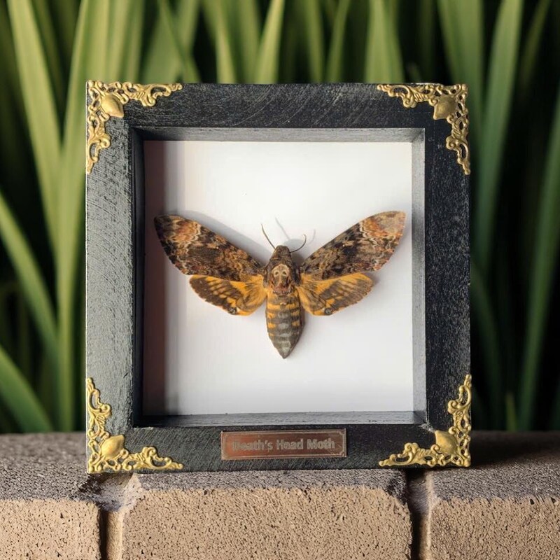 Hawk Moth - Etsy