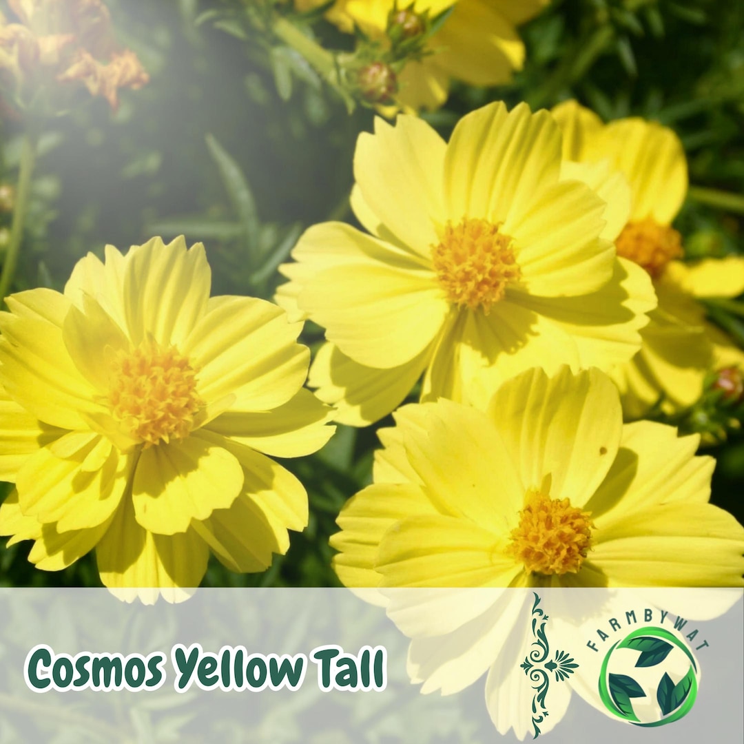90 Cosmos Yellow Tall Flower Seeds: Non-gmo Heirloom, Pollinator ...