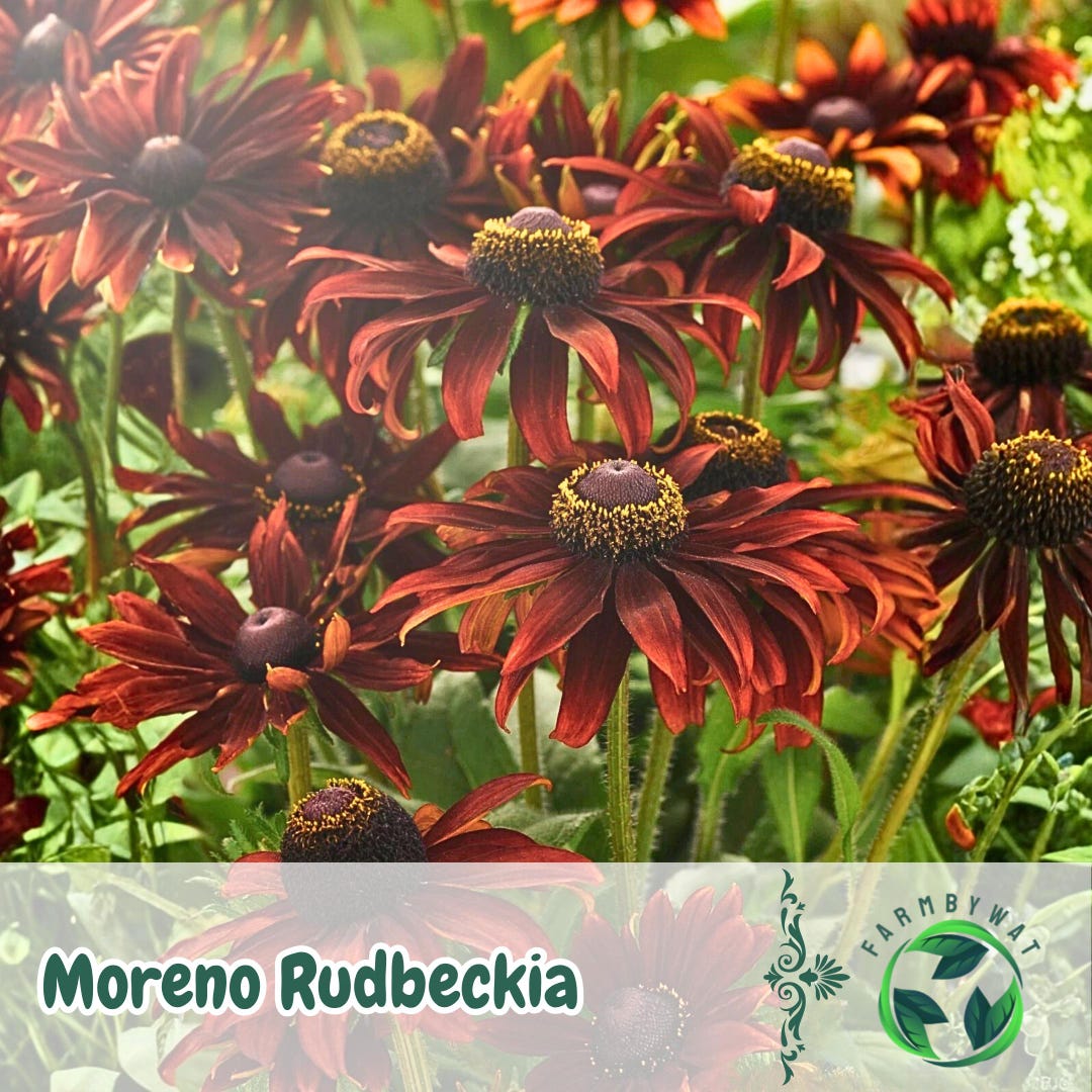 200 Moreno Rudbeckia Seeds – Deep Red Black-eyed Susan Flowers - Etsy