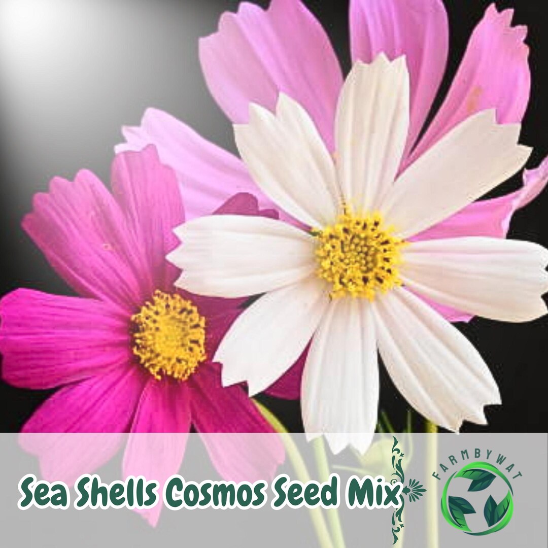 100 Sea Shells Cosmos Seeds: Mixed Colors, Tubular Petals Non-gmo Seeds ...