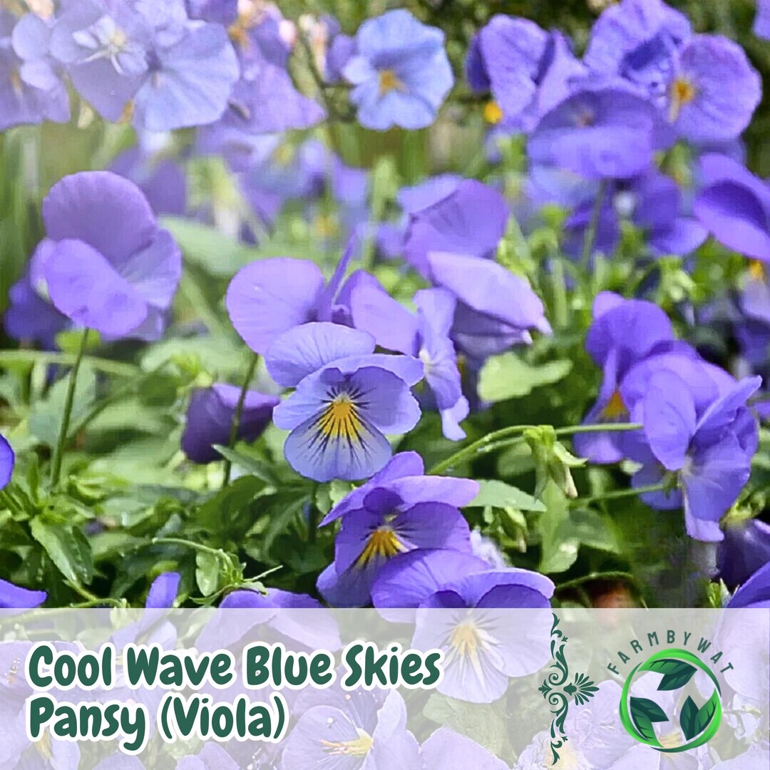 200 Cool Wave Blue Skies Pansy Seeds – Trailing Viola × Wittrockiana ...