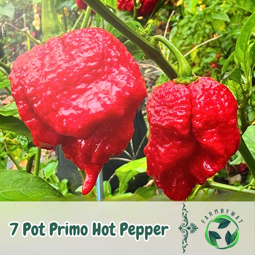 7 Pot Primo Hot Pepper Seeds – Super-hot Chili Variety, 25 Seeds - Etsy