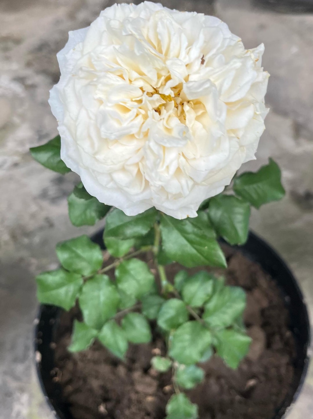 Rare 10 Seeds Climbing White Rose Seeds Flower Bush Perennial Bloom ...