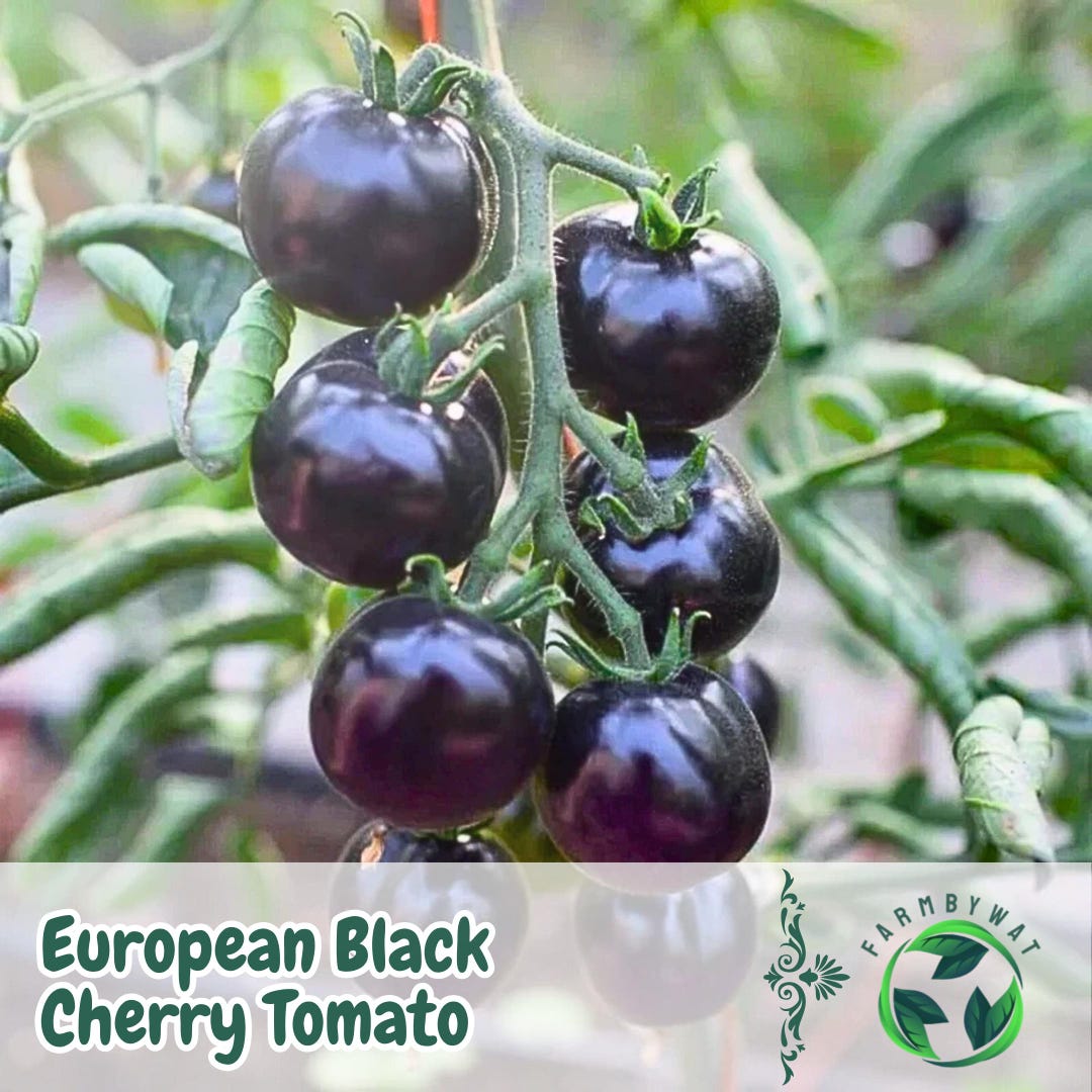 100 European Black Cherry Tomato Seeds | Heirloom Non-gmo | Unique Dark ...