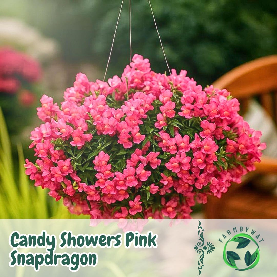 1000 Candy Showers Pink Snapdragon Seeds | Trailing Antirrhinum - Etsy