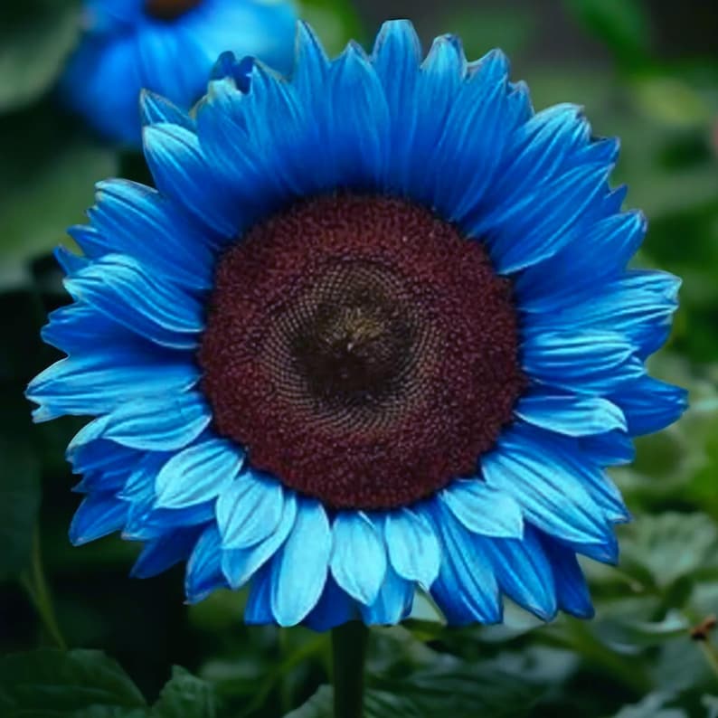 50 Midnight Oil Blue Sunflower Seeds: Rare Exotic Blooms - Etsy