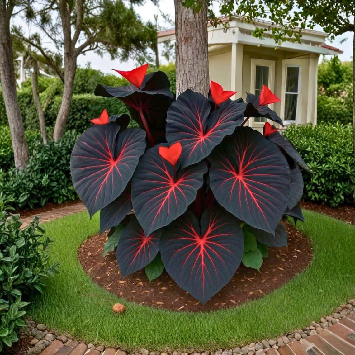 100 Variegated Caladium Seeds, Red and Black Foliage, Shade Plant - Etsy
