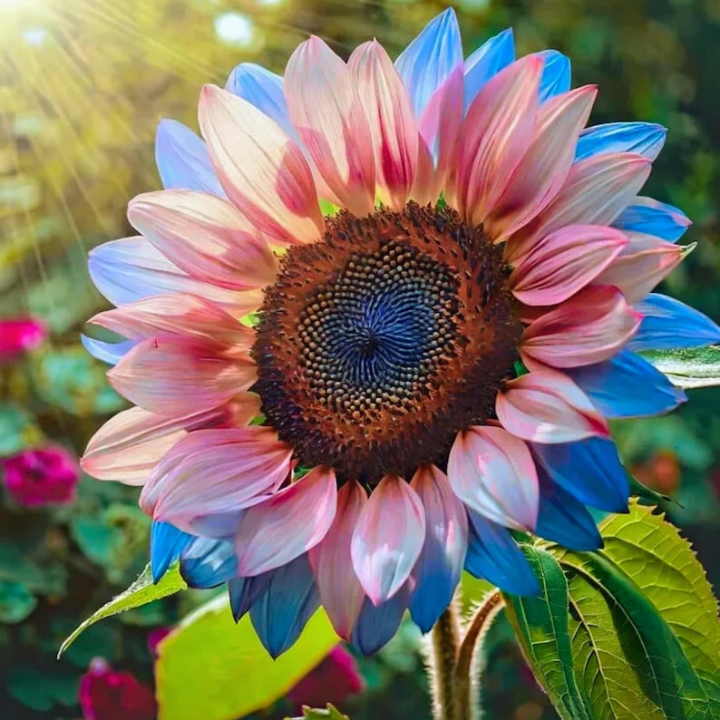 50 Twin-blossom Sunflower Seeds: Blue Over Pink, Rare Annual Blooms - Etsy