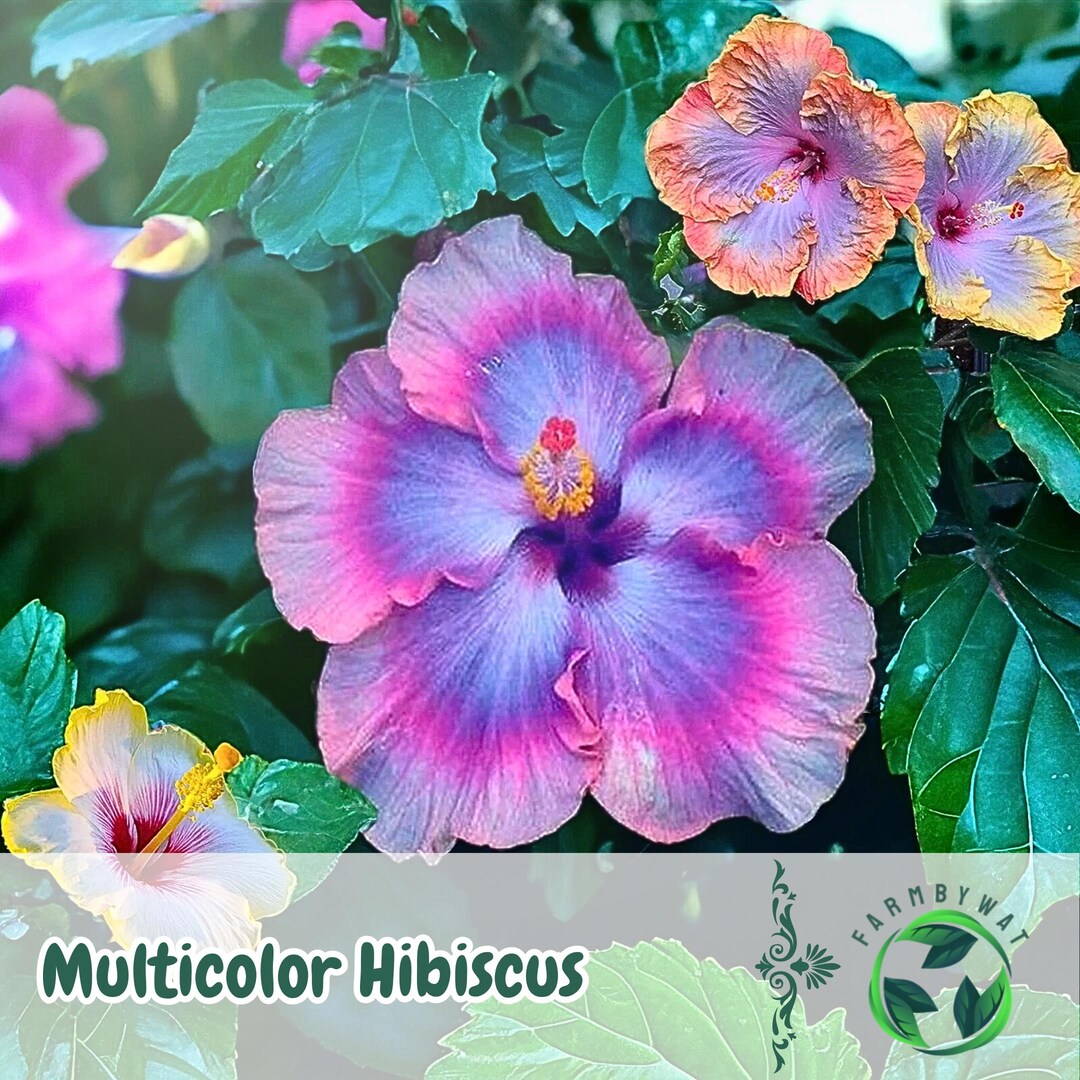 30 Multicolor Hibiscus Seeds | Rare Non-gmo Heirloom Variety | Tropical ...