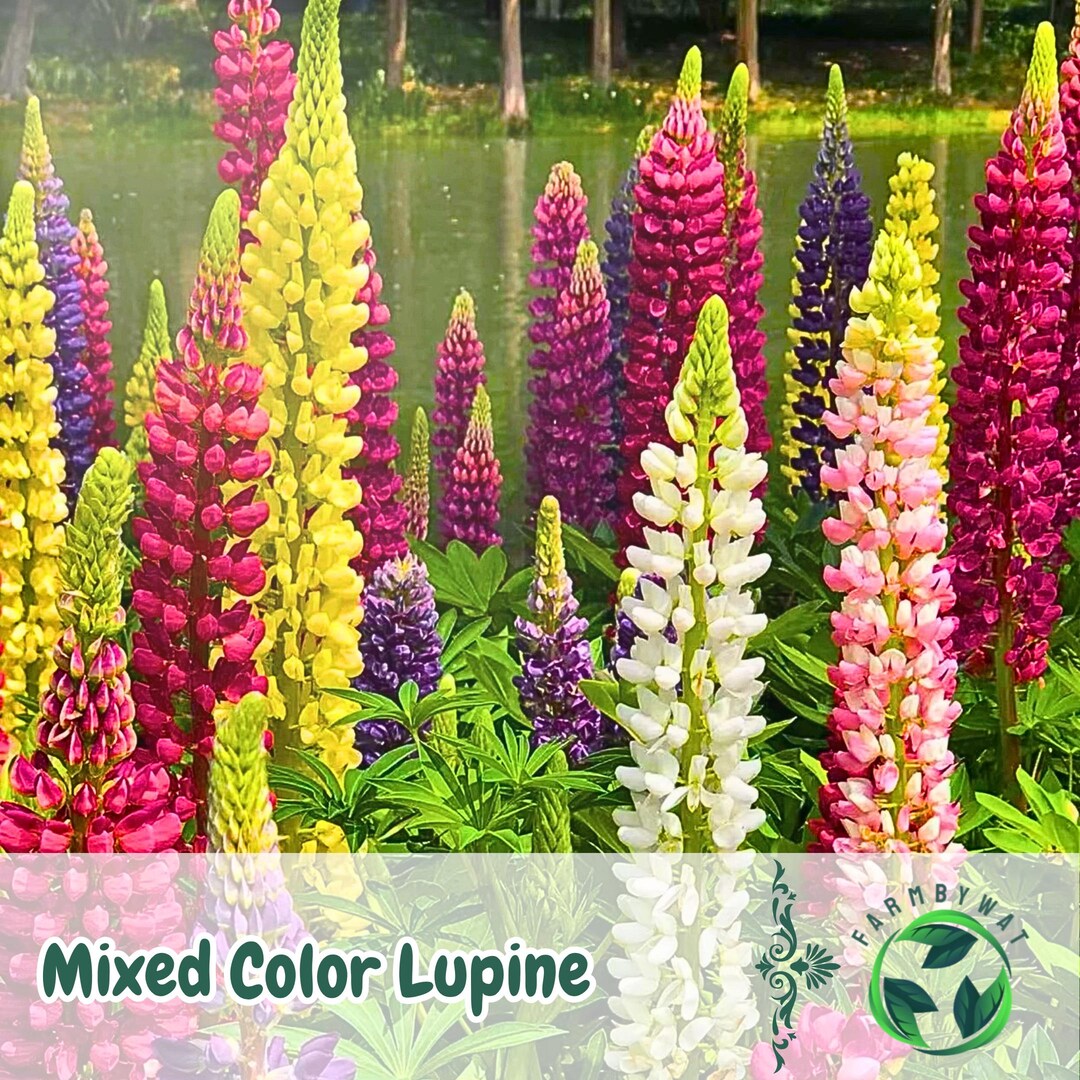 100 Mixed Color Lupine Seeds – Tall Spiked Wildflower Mix for Cottage ...