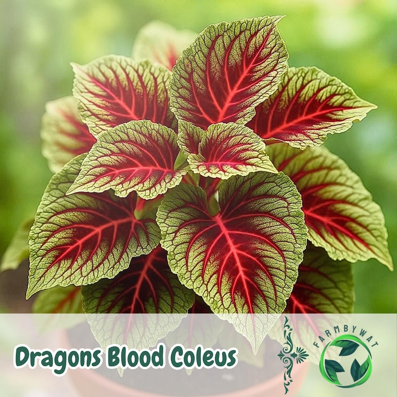 25 Dragon’s Blood Coleus Seeds – Red & Green Foliage Plant - Etsy