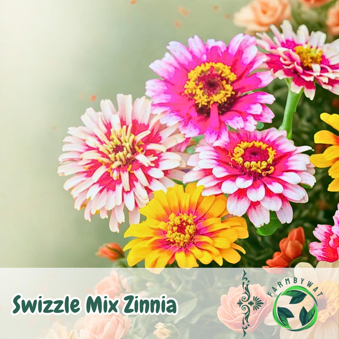 100 Swizzle Mix Zinnia Seeds – Zinnia Elegans Colorful Garden Flowers ...