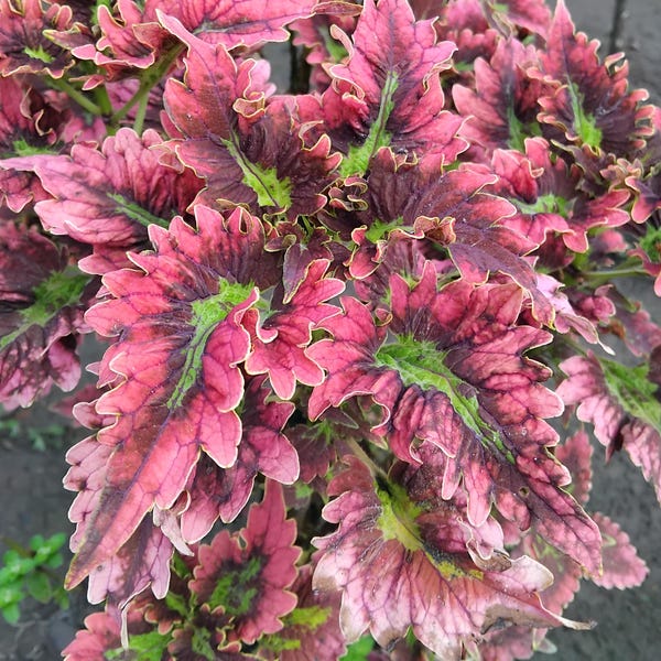 Coleus - Etsy