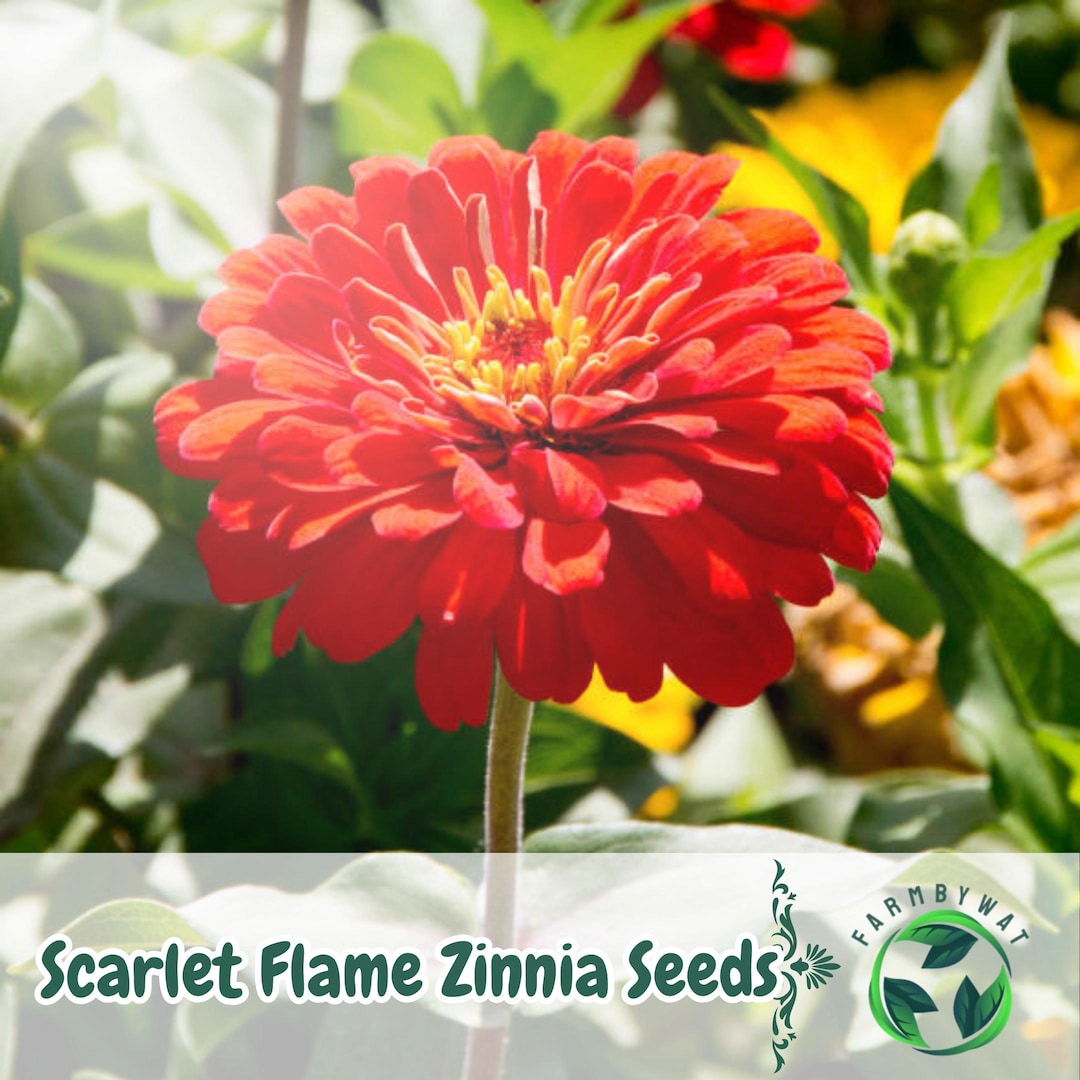 100 Scarlet Flame Zinnia Seeds: Red Annual Flowers, Pollinator-friendly ...