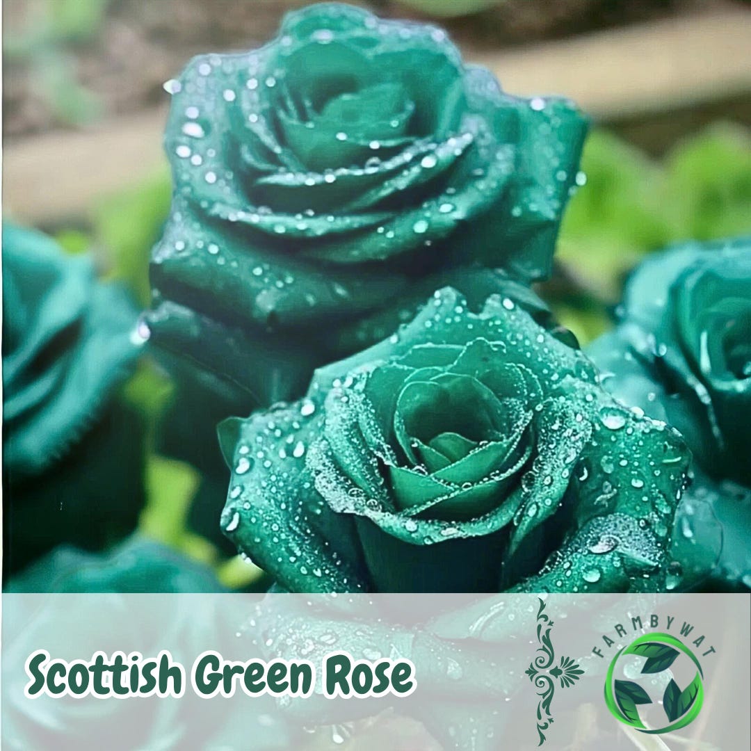 20 Scottish Green Rose Seeds | Rare Non-gmo Heirloom Variety | Unique ...
