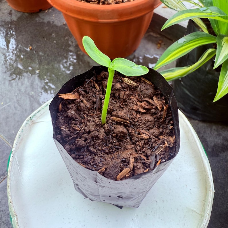 45 Iris Tectorum Rose Sunflower Seeds | Pink Blooms | Non-gmo Heirloom Variety | Unique Garden ...