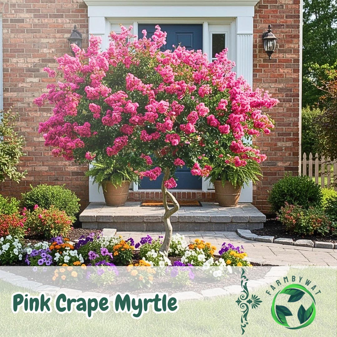 50 Pink Crape Myrtle Seeds | Long-lasting Summer Blooms | Landscape ...