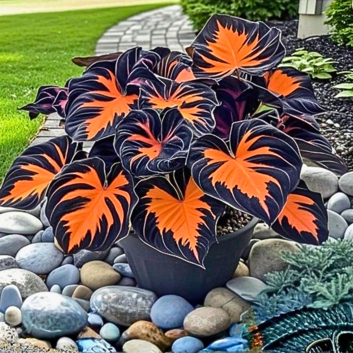 100 Caladium Heirloom Seeds – Colorful Foliage for Shade Gardens, Pots ...