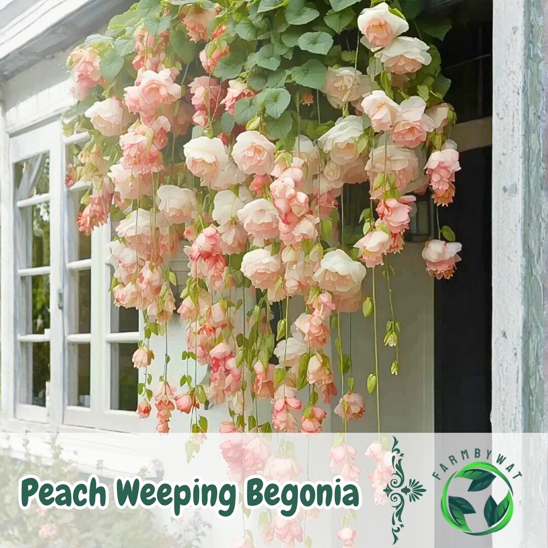 25 Peach Weeping Begonia Seeds Cascading Hanging Blooms for Baskets ...
