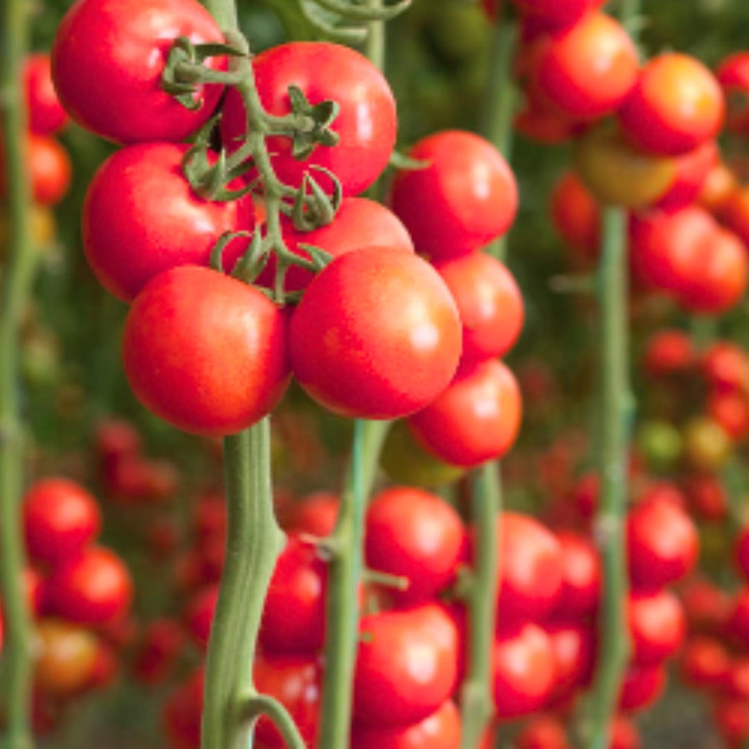 Rare 200 Seeds Waterfall Tomato Seeds Heirloom Non-gmo High-yield ...