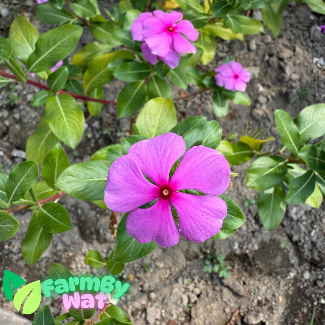 Rare 90 Dwarf Pink Periwinkle Seeds - Vinca Rosea Delicata Flowers ...