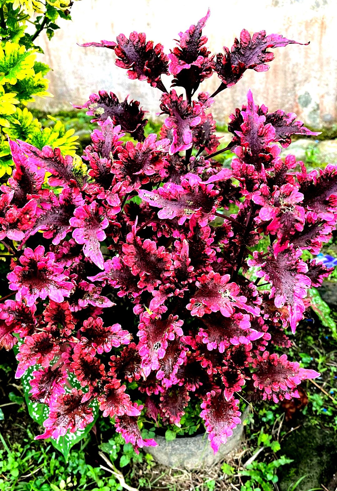 25 Red Purple Coleus Flower Seeds - Rare Garden Floral - Etsy