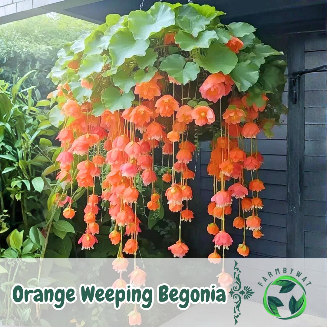 25 Orange Weeping Begonia Seeds – Cascading Vibrant Blooms for Hanging ...