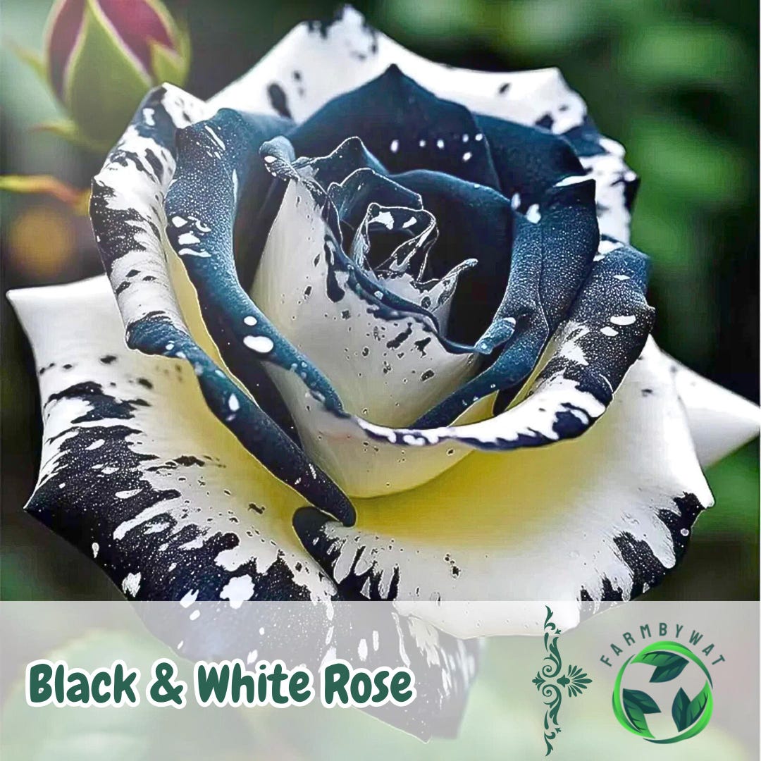 20 Rare Black & White Rose Seeds | Non-gmo Heirloom Variety | Unique ...
