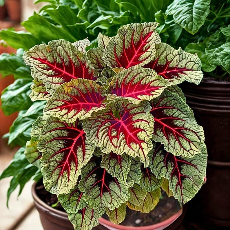 25 Dragon’s Blood Coleus Seeds – Red & Green Foliage Plant - Etsy