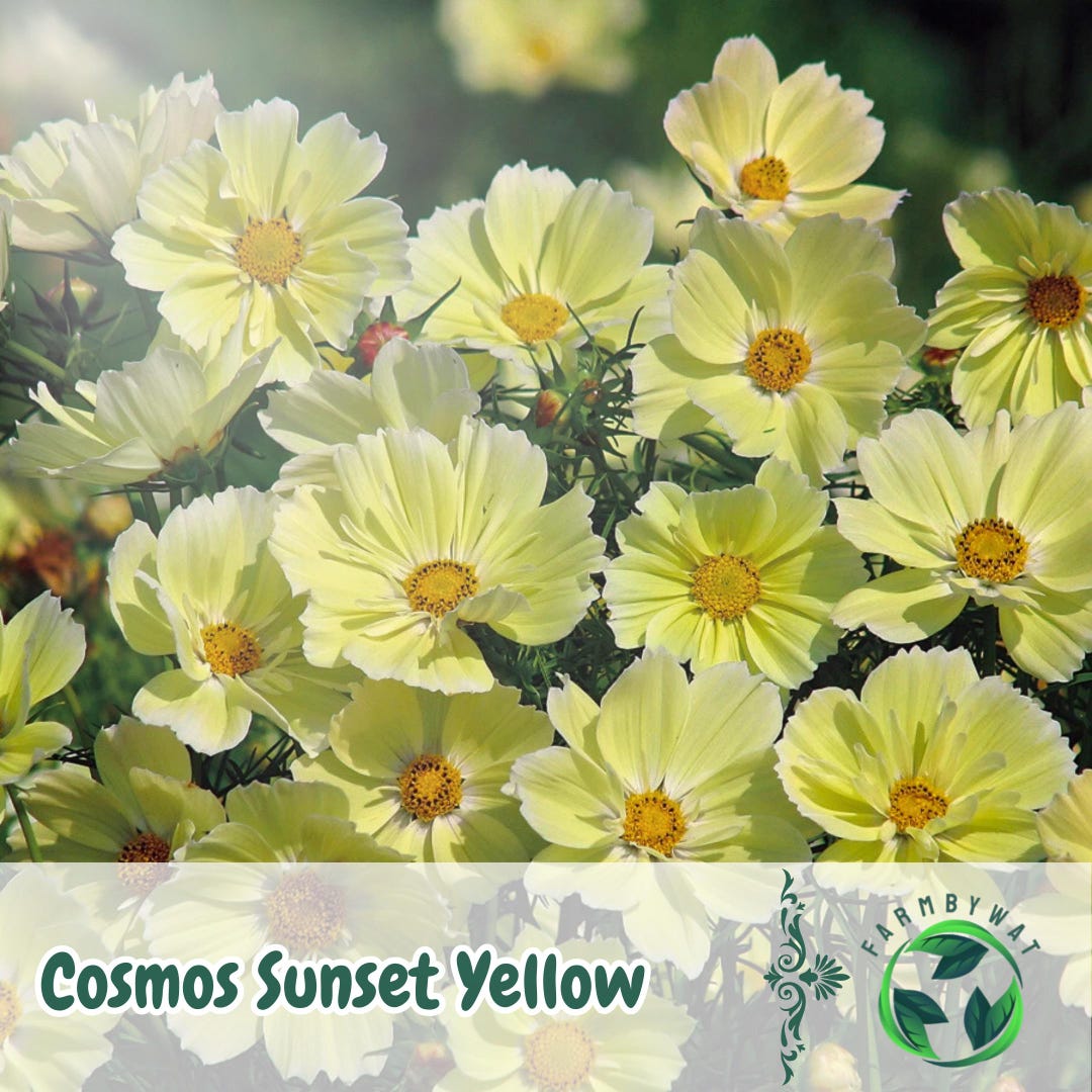 100 Cosmos Sunset Yellow Seeds: Non-gmo Heirloom Flowers, Pollinator ...