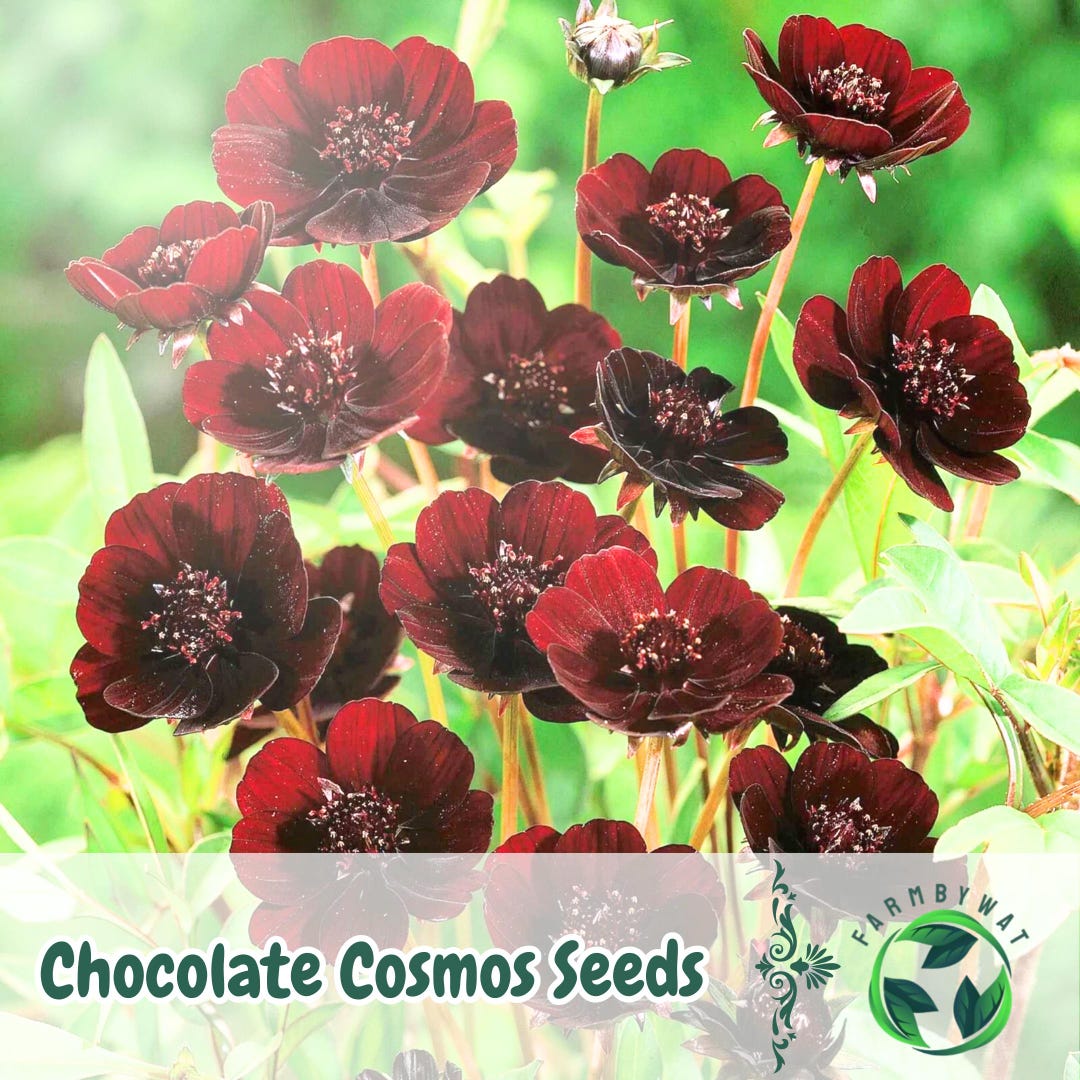 200 Chocolate Cosmos Seeds: Dark Red-brown Blooms, Pollinator Friendly ...